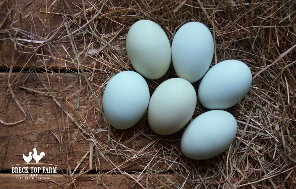 6 CREAM LEGBAR EGGS – Breck Top Farm