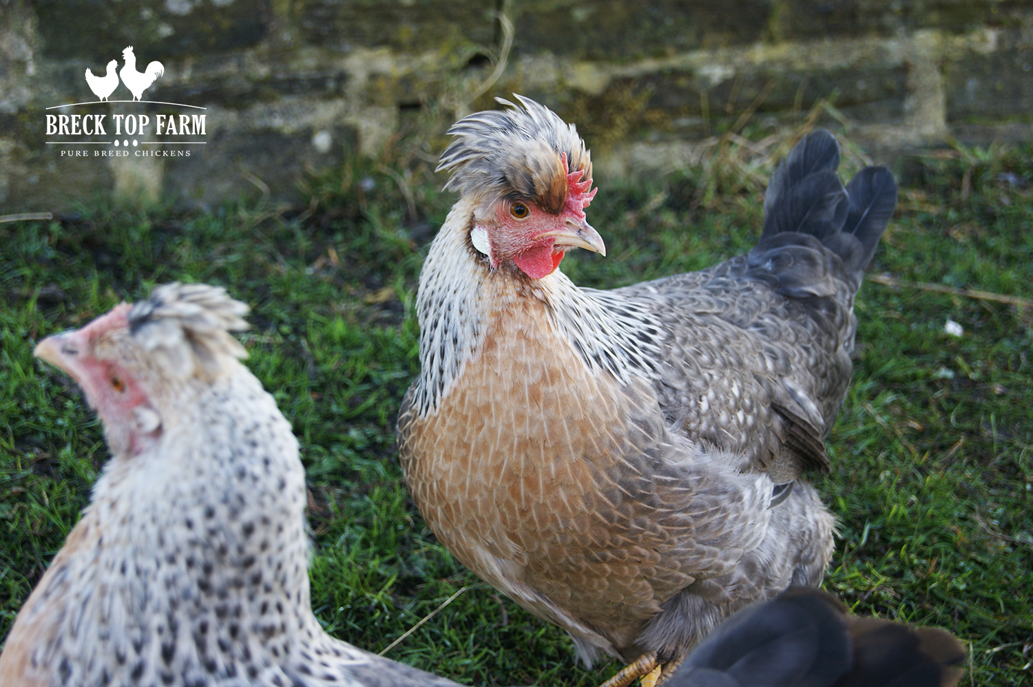 Cream Legbar – Breck Top Farm