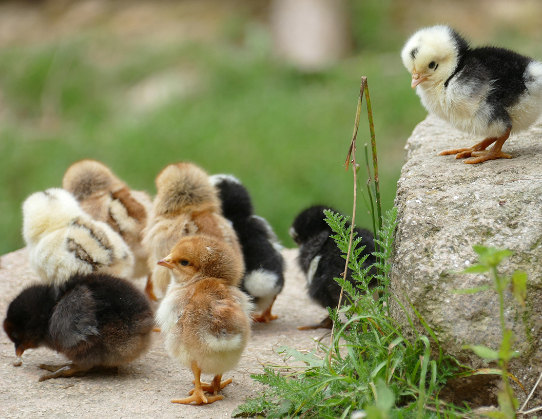 Breck Top Farm – Pure Breed Chickens, Hatching Eggs, Point of Lay, Chicks