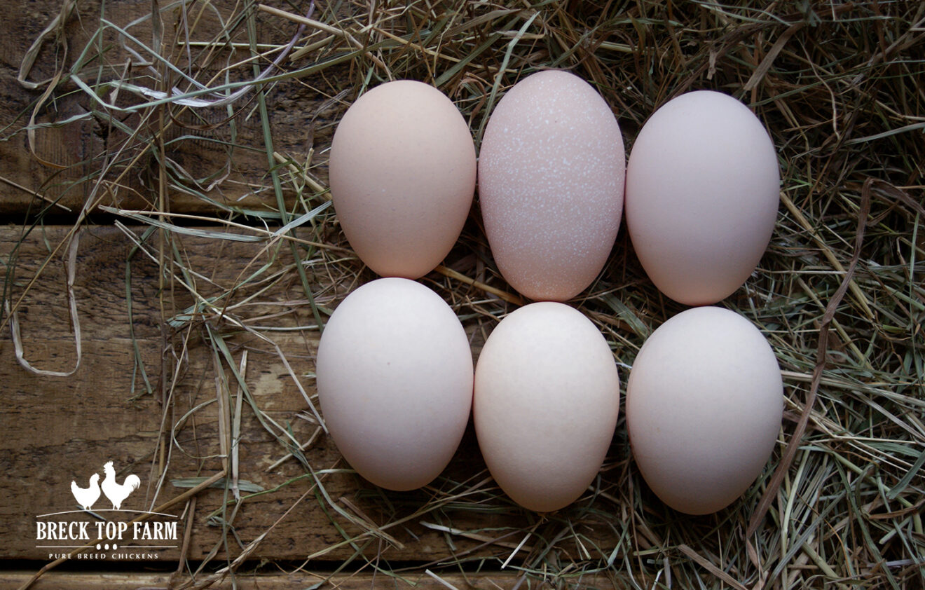 6 MARAN EGGS – Breck Top Farm